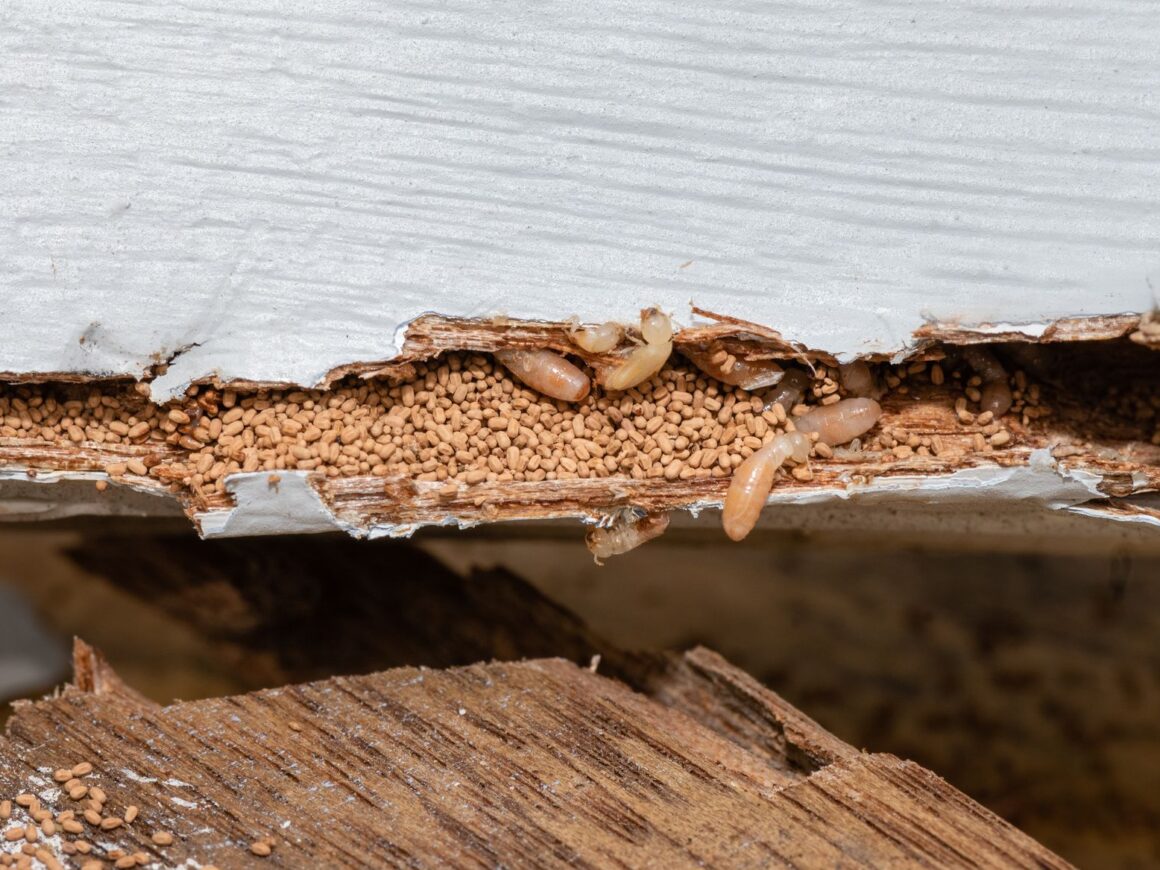 Do You Have an Active Termite Infestation in Your Home? Contact an ...